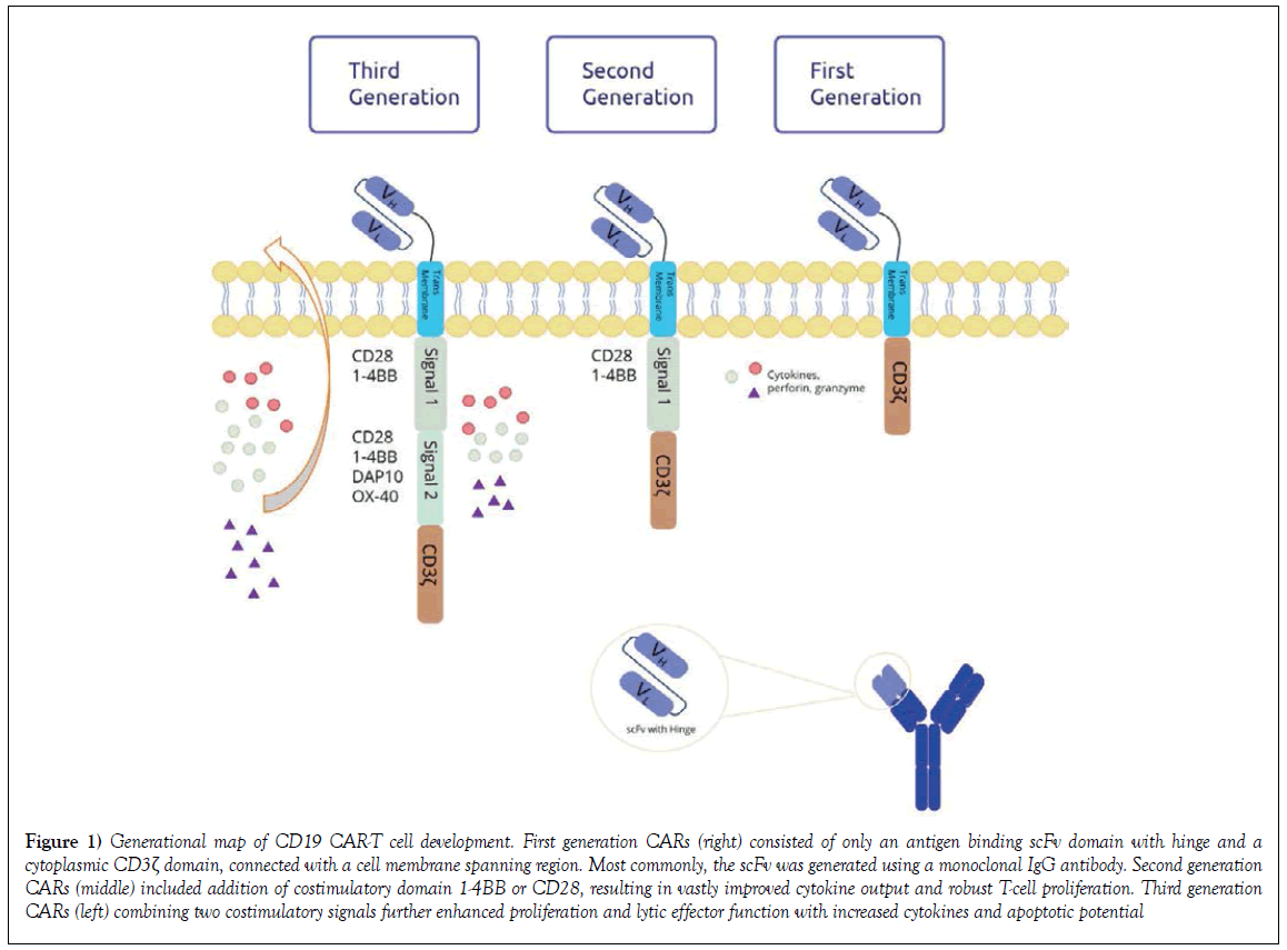 CD19-redirected chimeric antigen receptor (CD19 CAR) T cell in the ...