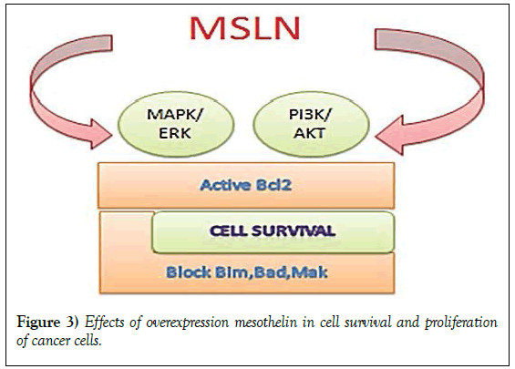 Clinical biomarkers for detection of ovarian cancer